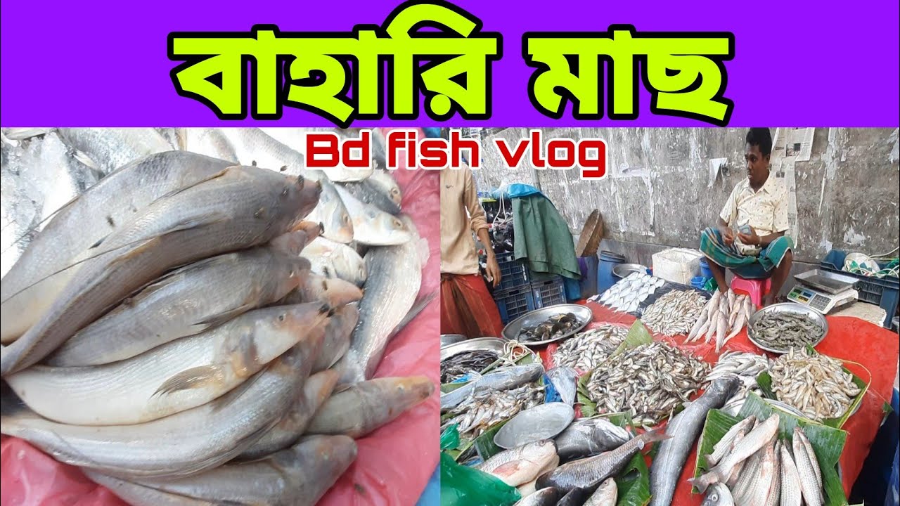 Bahari fish | বাহারি মাছ - YouTube
