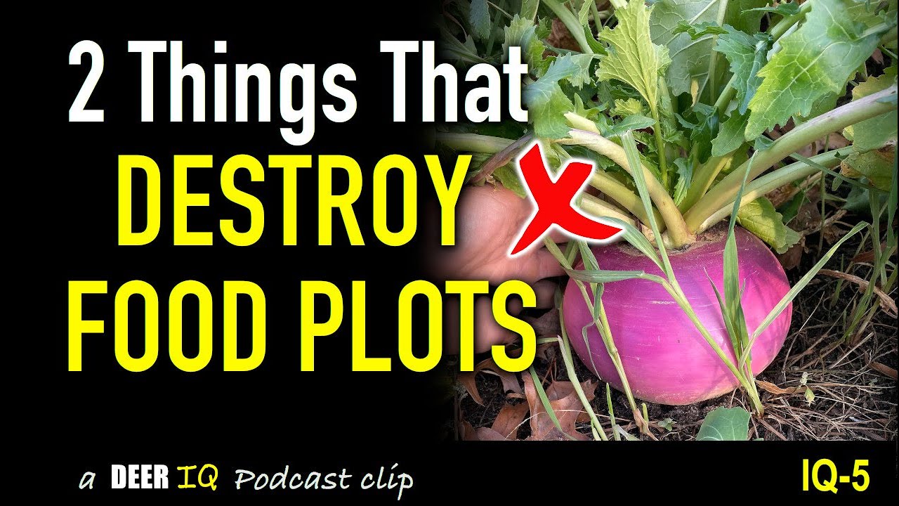 2 Things That DESTROY Food Plots - Are you doing These? - YouTube