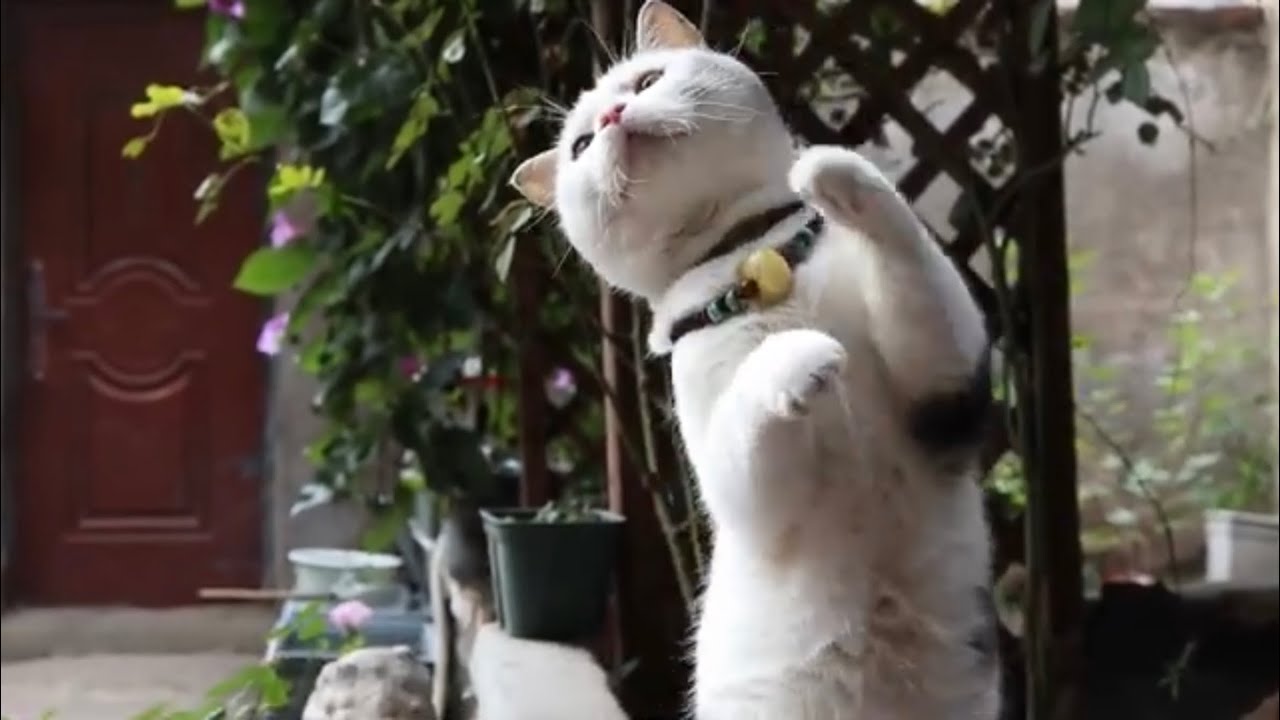 Huahua is a smart and cute cat.🐈 ️ ️ ️ - YouTube