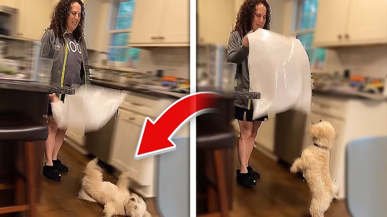 Funniest Dog Fail Compilation - FUNNY DOG FAILS VIDEO | Funny Pet ...