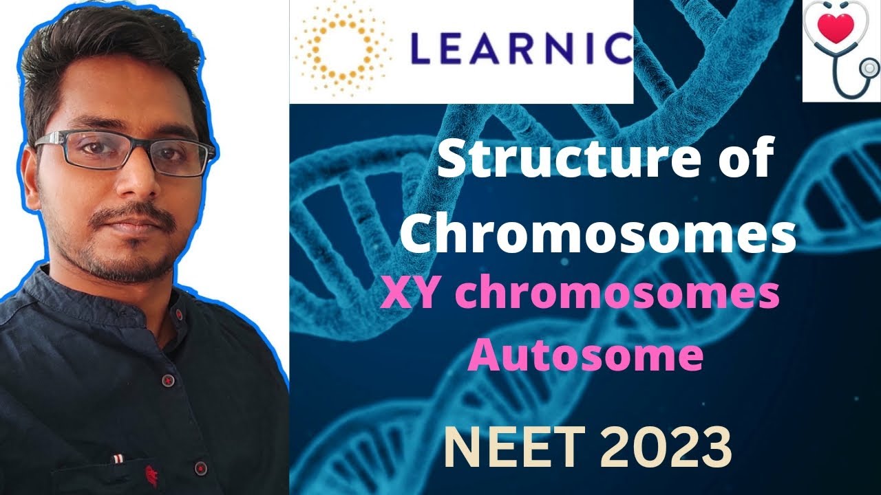 Structure of Chromosomes || Types of Chromosomes|| XY chromosomes ...