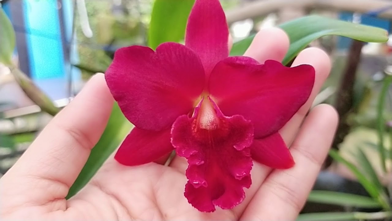 Lc. Mini Red Dragon - YouTube