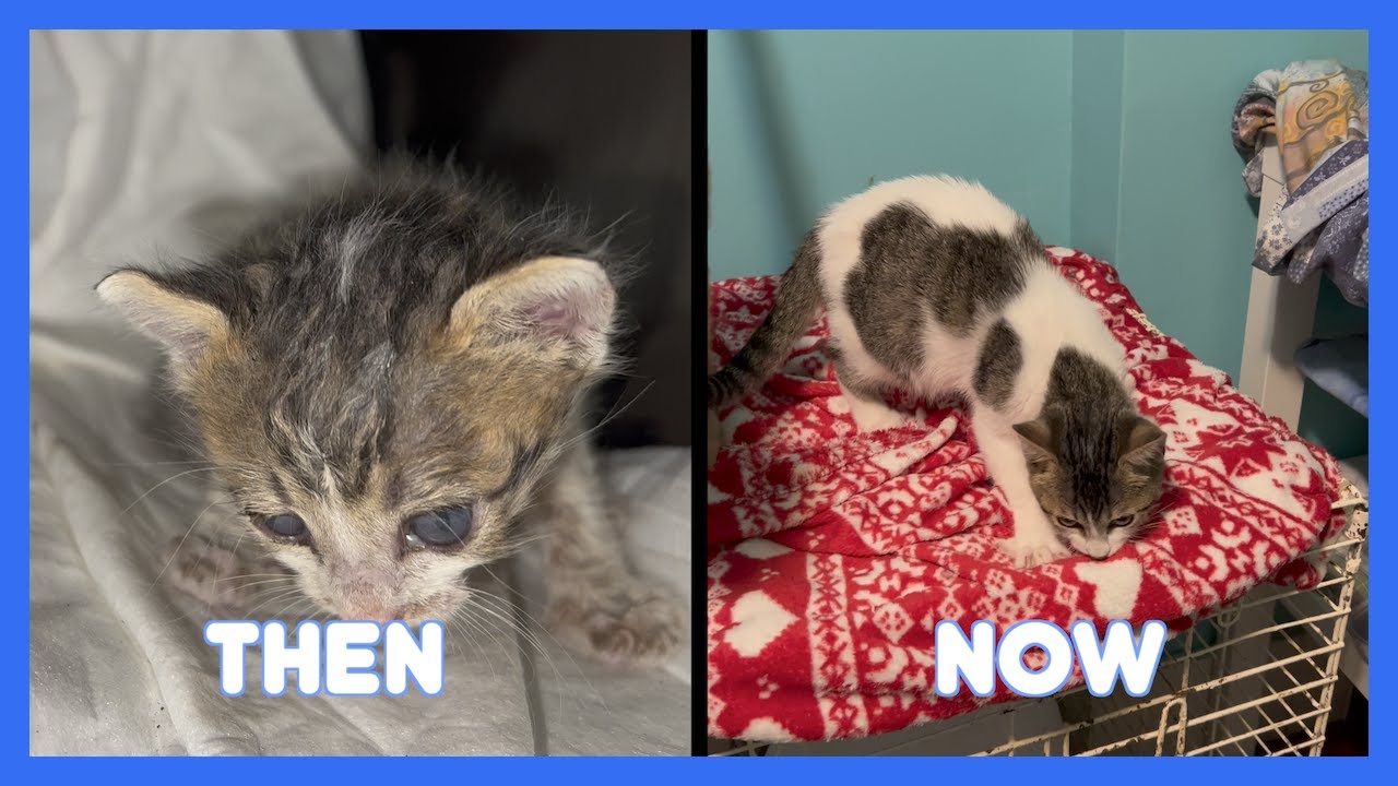 Kitten Rescued From a Sewer Makes Incredible Transformation 😍 - YouTube