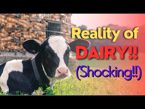 The schocking reality of The Dairy Industry!  Animal suffering, beef and meat industry and veganism