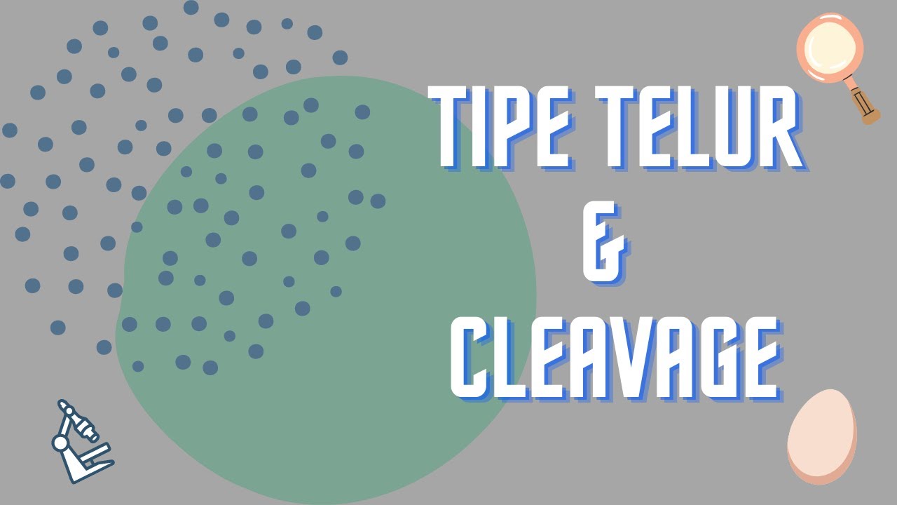 Tipe Telur ada apa ajasih? Cleavage itu apa? - YouTube