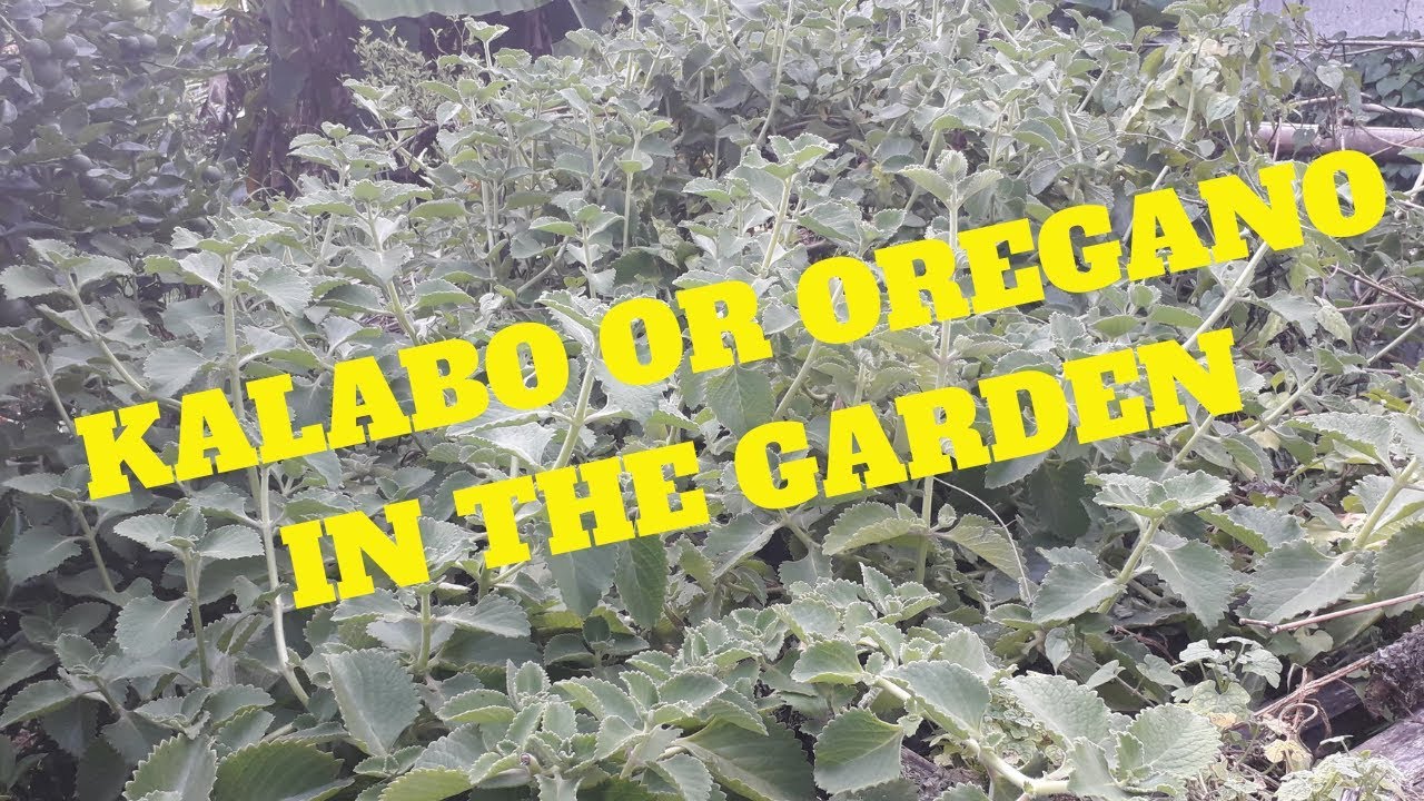 KALABO OR OREGANO IN THE GARDEN/3RD TIME UPDATE IN THE GARDEN//QB VLOGS ...