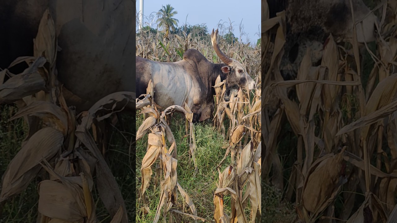 Wild Bull 🐂 Wild Ox #bull #ox #redbull Wild Red Bull #lifecycletv22 ...