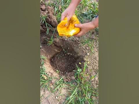 Высаживаем скальные туи! #скальныетуи #туи #дача #shortsvideo #шортс # ...