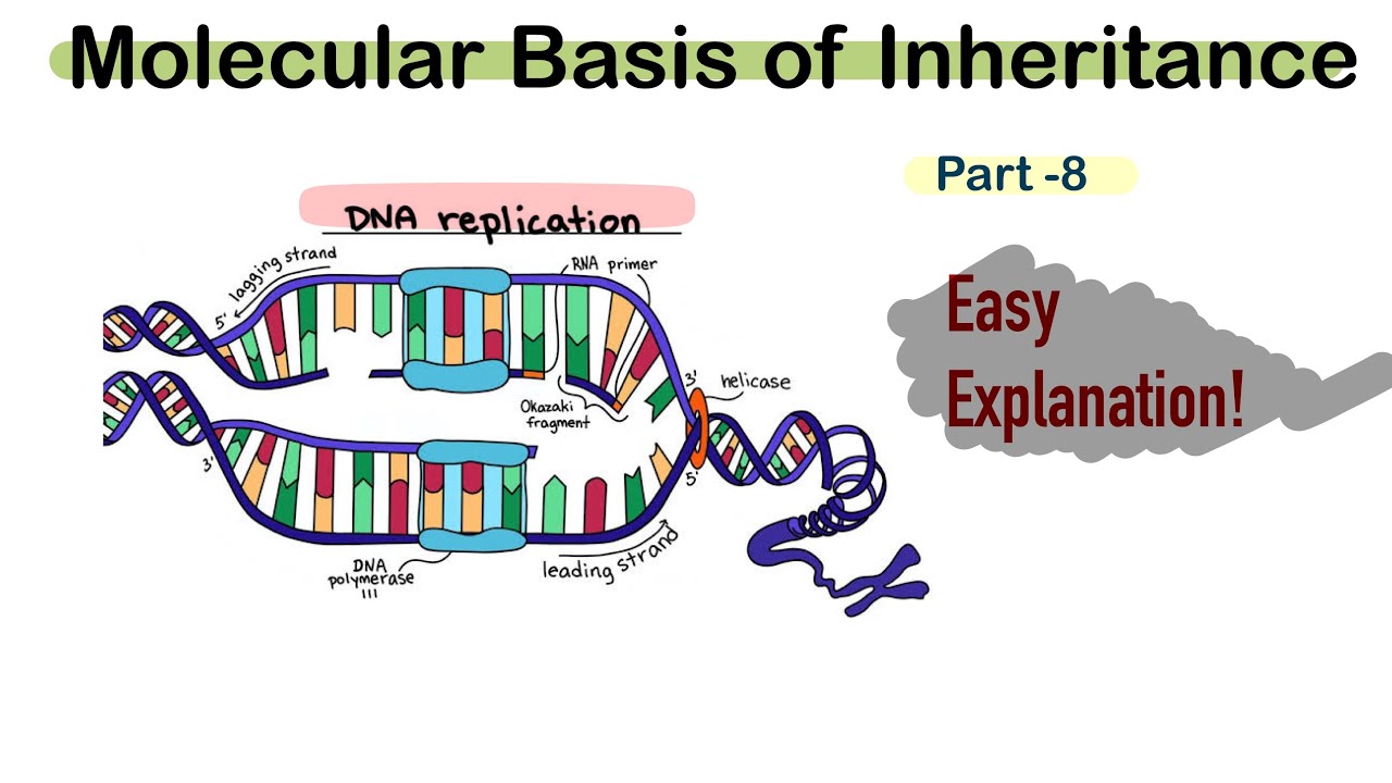 DNA REPLICATION | Molecular Basis of Inheritance | NEET | CBSE ...