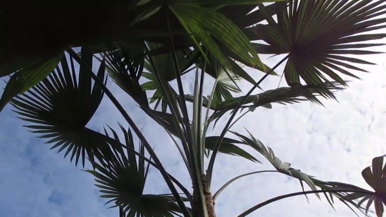 Trachycarpus latisectus ( Windamere Palm) in Vancouver - YouTube