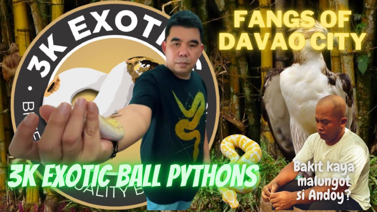 2nd Episode "The fangs of Davao City" 3K Exotics Ball Python! - YouTube