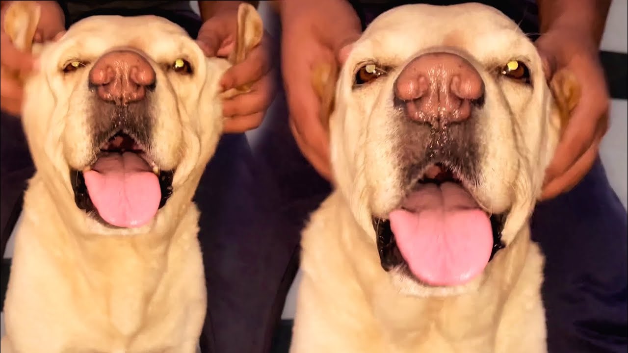 Adorable Dog Head Massage and Ear Rub Video - YouTube