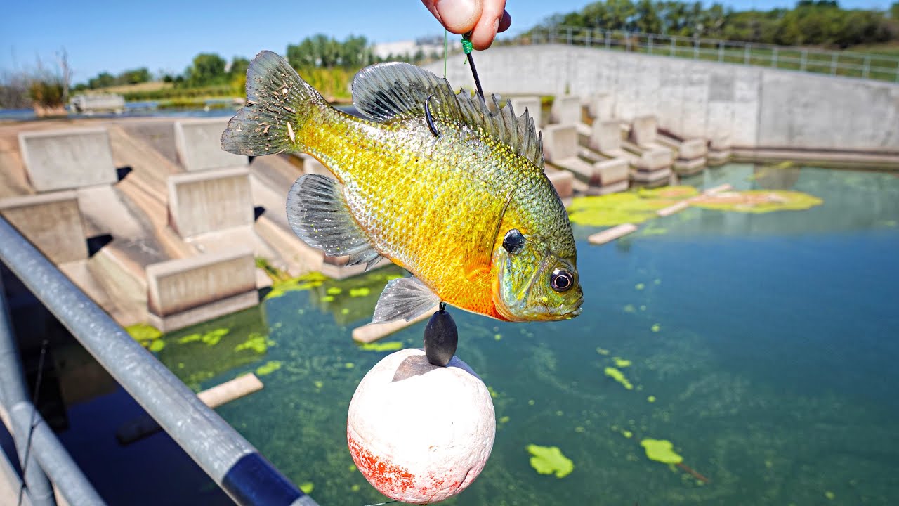 Floating A LIVE BLUEGILL Around A MASSIVE SPILLWAY!!! (This Is What Ate ...