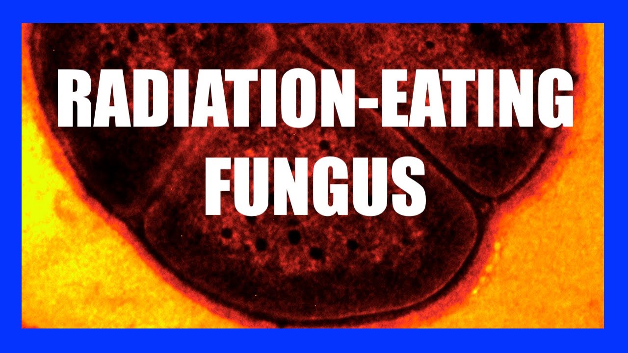 Radiation-Eating Fungus in SPACE | [OFFICE HOURS] Podcast #015 - YouTube