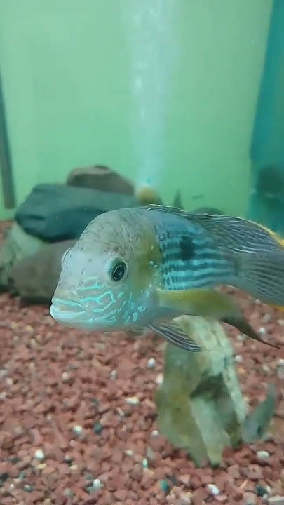 Zoo in the Dehradun #newsong #punjabisong #music #bollywood #song - YouTube