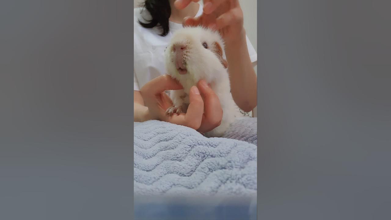 Massage therapy 😌 - hughug a guinea pig - YouTube