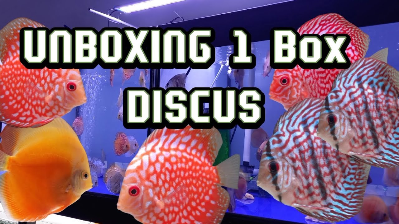 UNBOXING 1 BOX DISCUS 2INC - YouTube