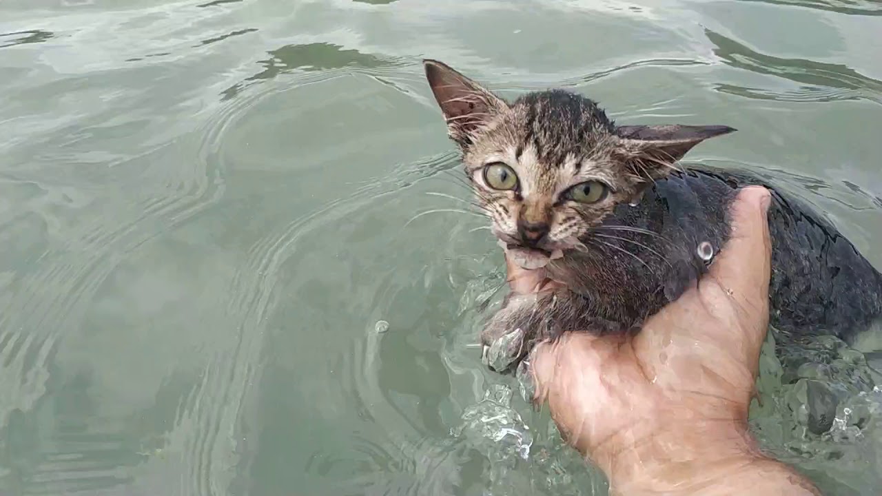 Taking kitten 2 to swim - YouTube