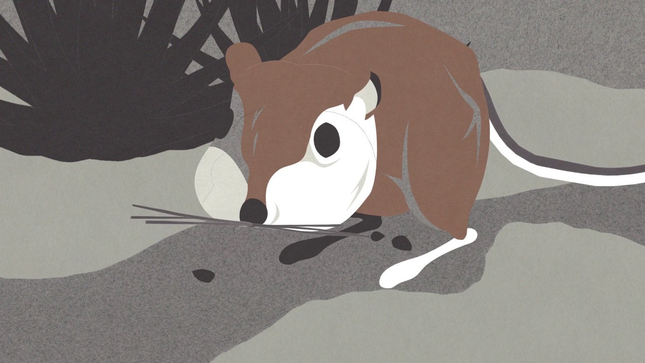 Tipton Kangaroo Rat Animation - YouTube