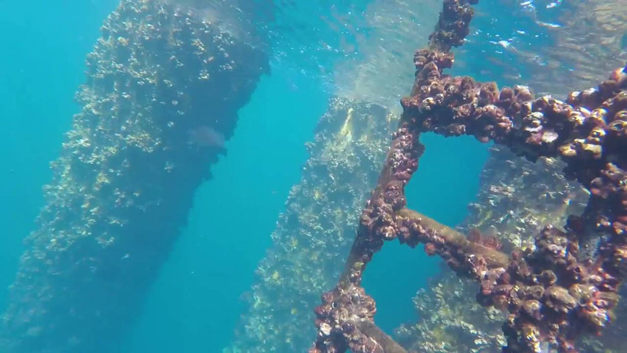 Mangrove Snappers at the oil rig MP108 Marco Polo Fishing - YouTube