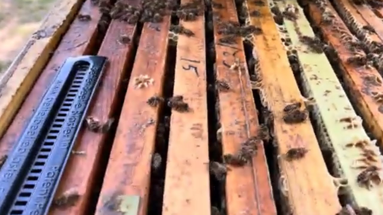 BROWN APIARY! Single hive! Quick look and discussion. - YouTube