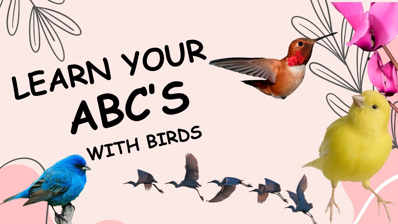 ABC Learning with birds - YouTube