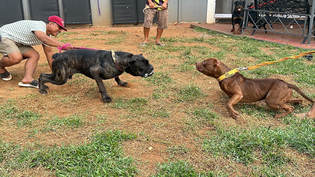 REAKSI MUSSO KETEMU ANJING CANE CORSO - YouTube