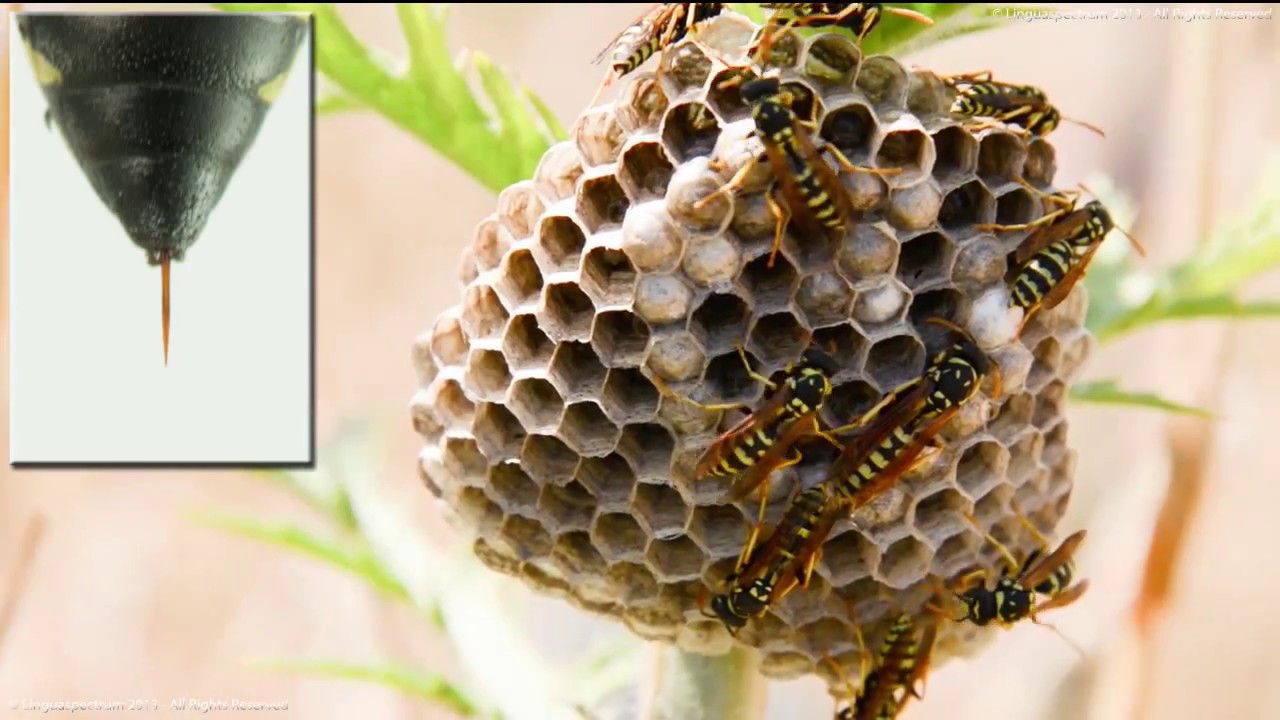 Learn English Vocabulary through Wasps - YouTube