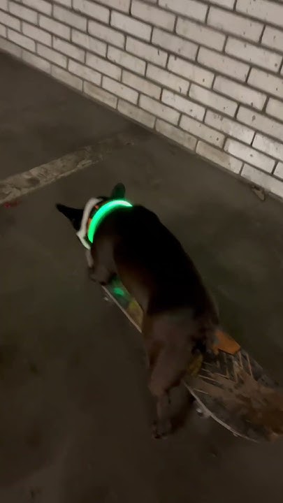 Погода нелётная ️ и Бароша снова в паркинге🤷‍♀️😀🐶🛹 Youtube