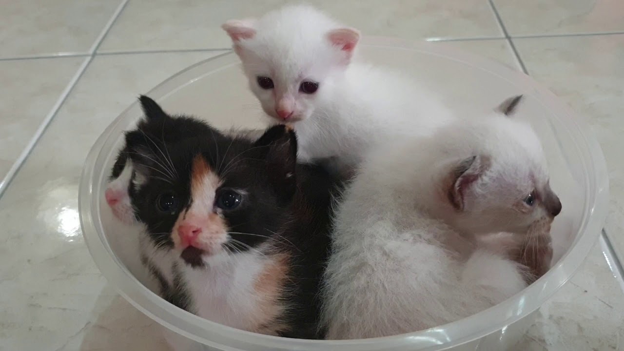 Anak-anak kucing aku yang comel - YouTube
