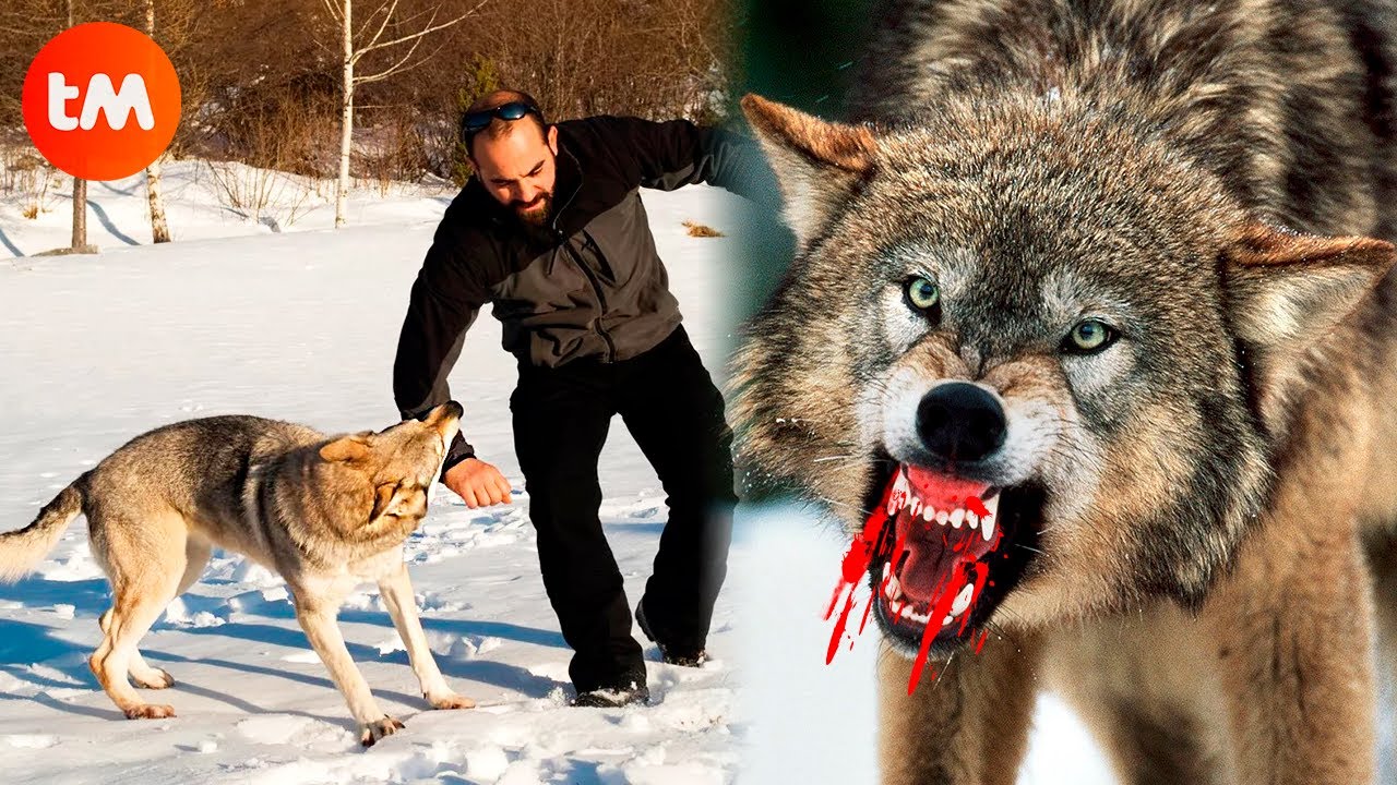 10 PETS Thats ATE Their OWNERS 😱 - YouTube