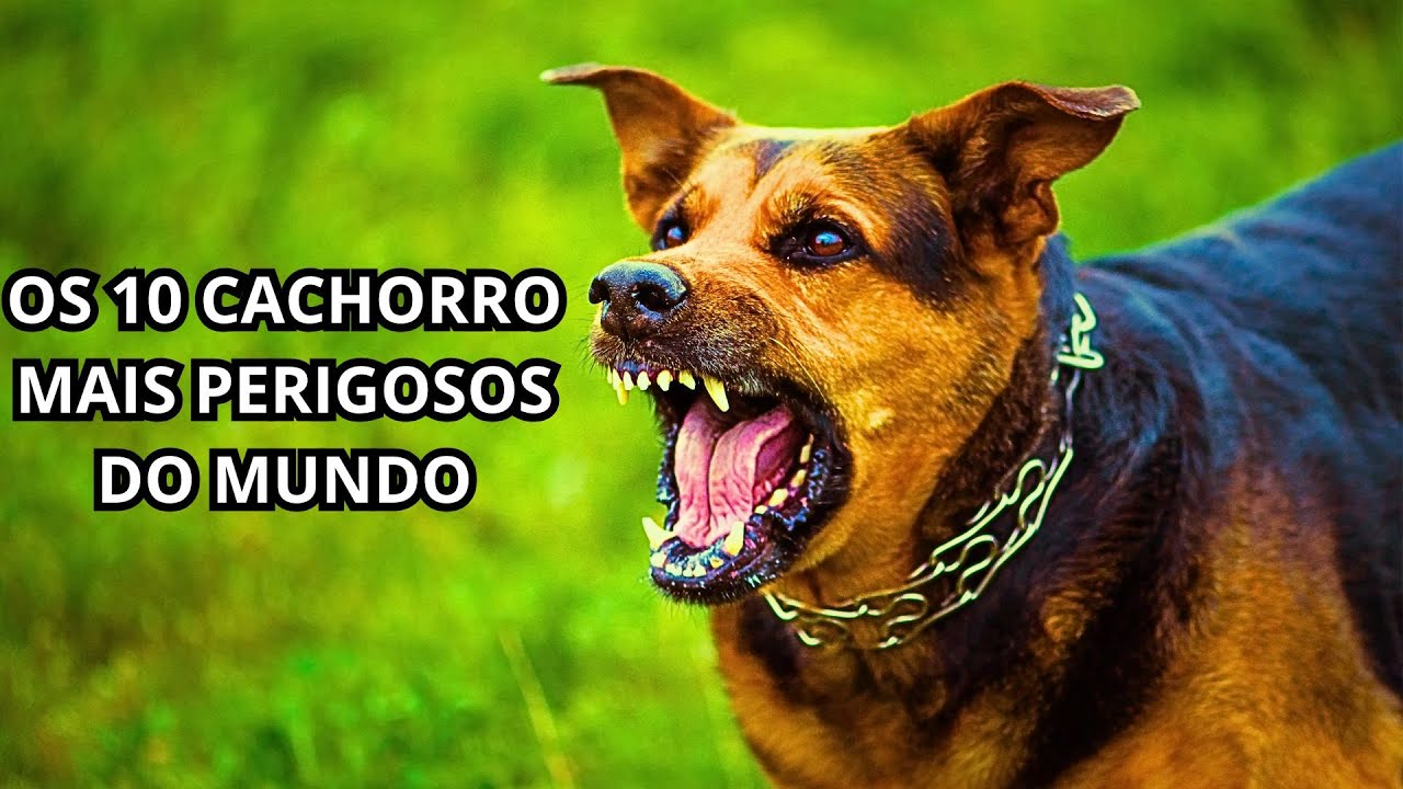 OS 10 CACHORROS MAIS PERIGOSOS DO MUNDO - YouTube