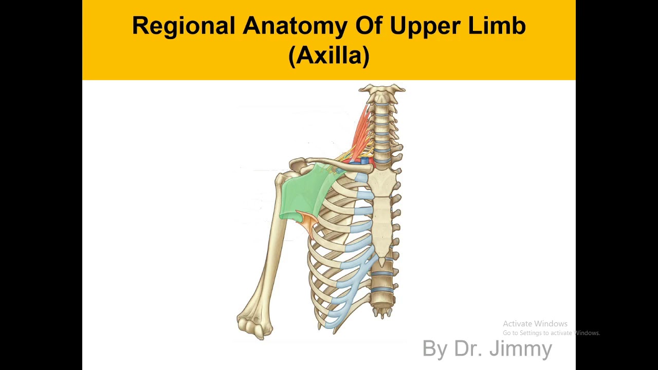 Axilla #Transition Area #upper limb #Dr. Jimmy - YouTube