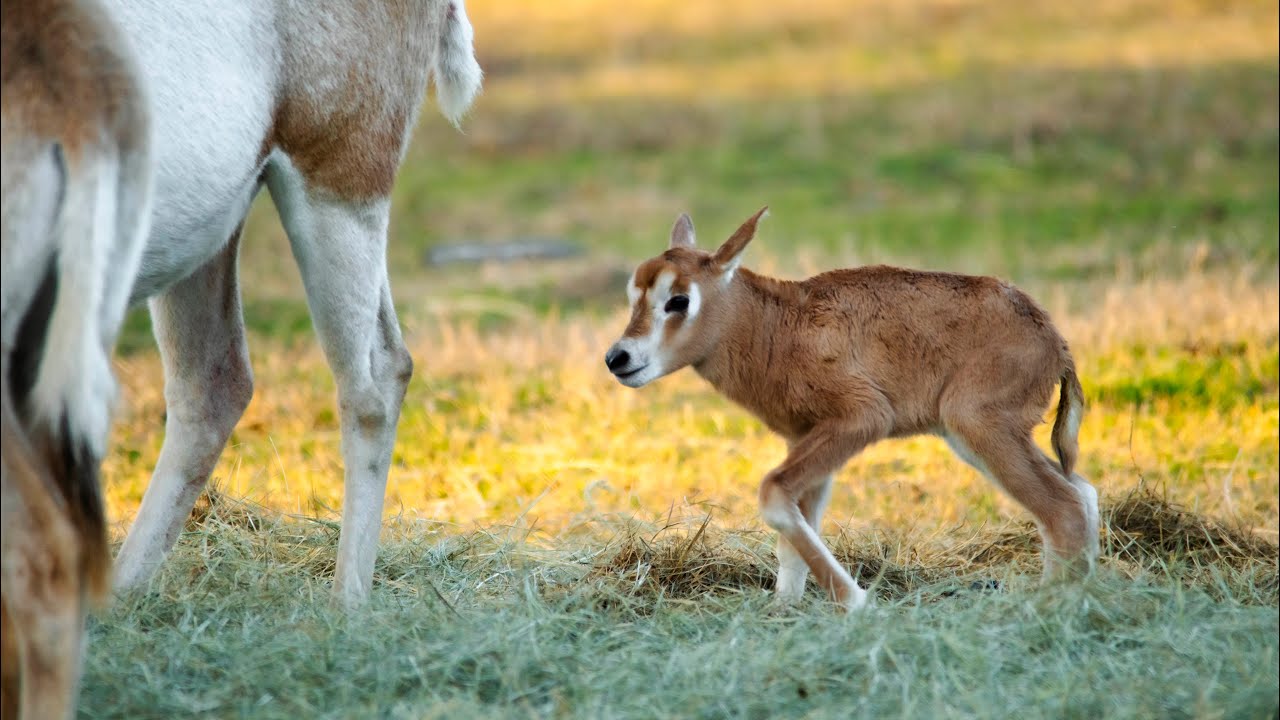 First Oryx Babies Of The Season! - YouTube
