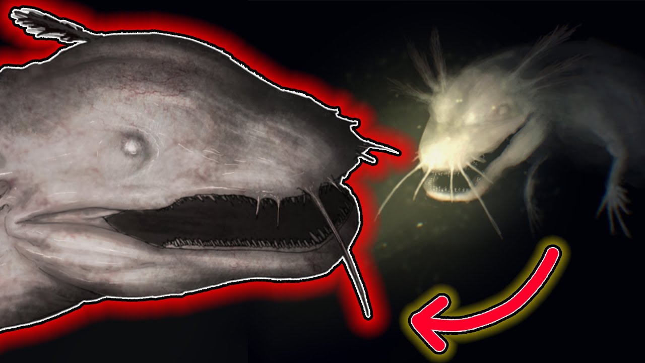 13 FOOT SALAMANDER found UNDERGROUND - The Devil's Hole - YouTube