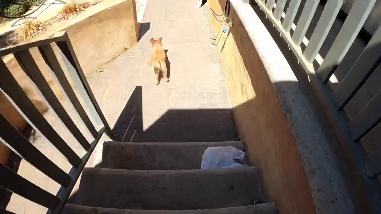 Tramp Flips Youtube