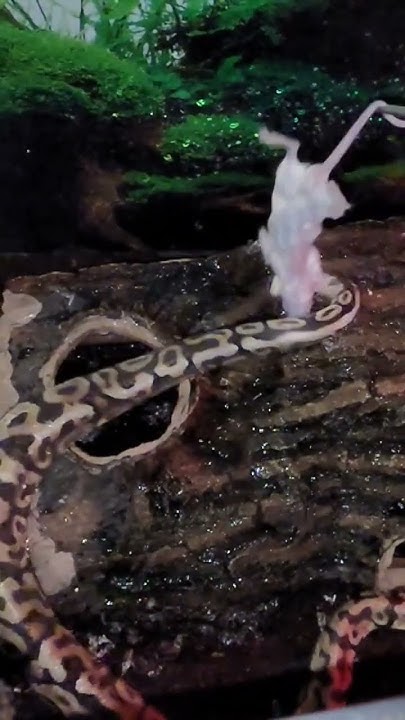 Python Feeding Time (frozen rat) #snake #python #pets #rat #slowmotion ...