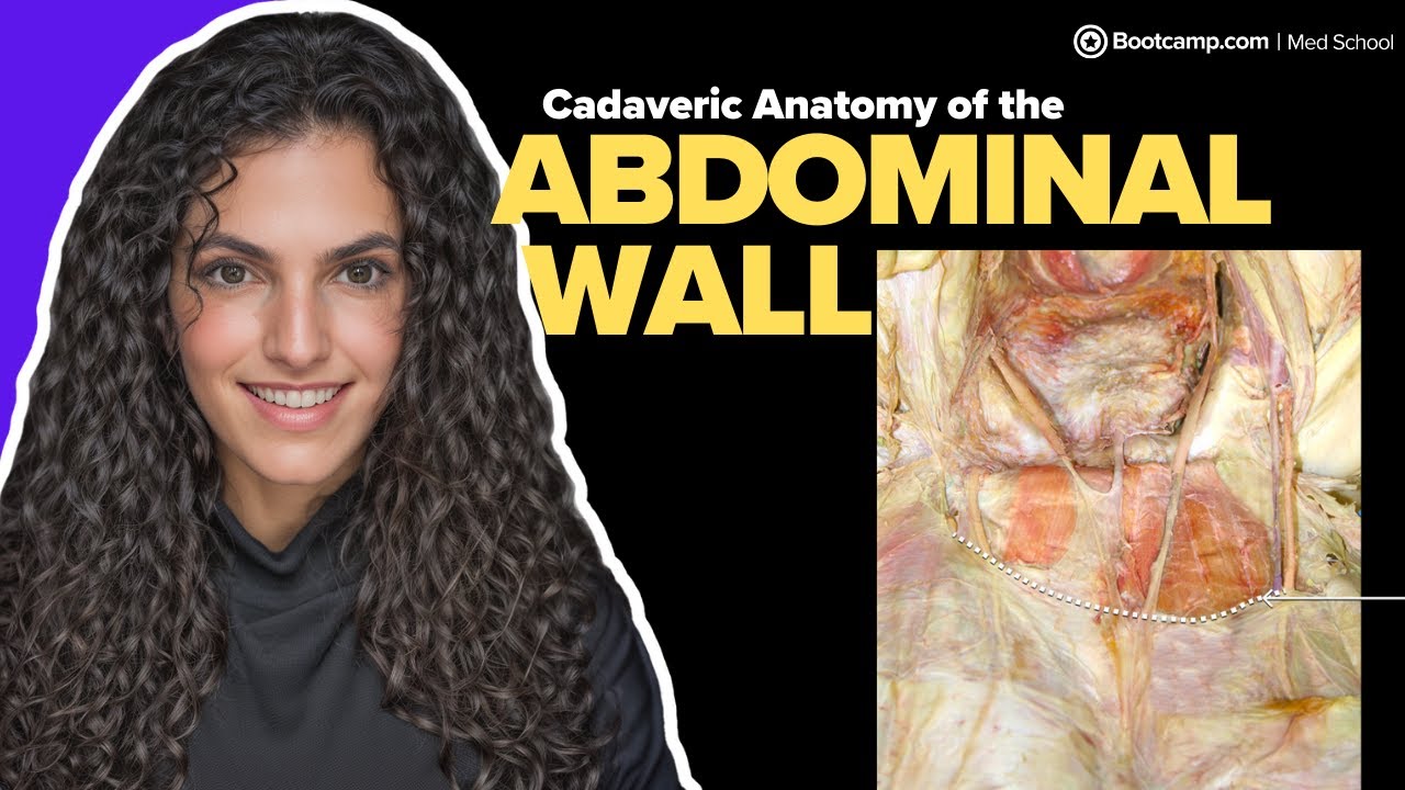 Anatomy of the Abdominal Wall | What are the structural differences ...