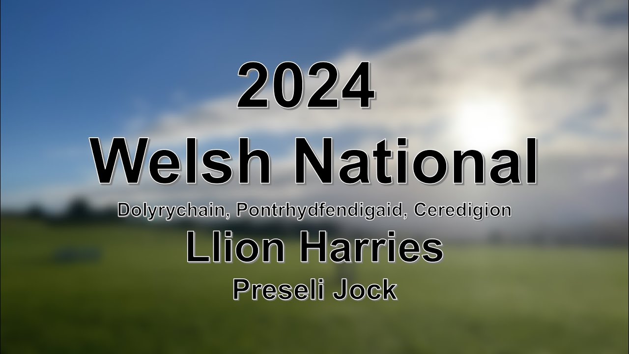 Llion Harries - Preseli Jock - 2024 Welsh National Sheep Dog Trials ...