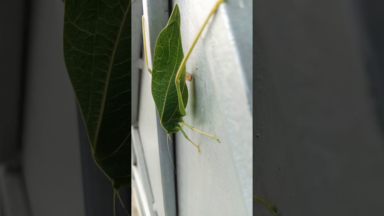 Very Rare****Green leaf looking bug.... Nature is amazing 😍😍 - YouTube
