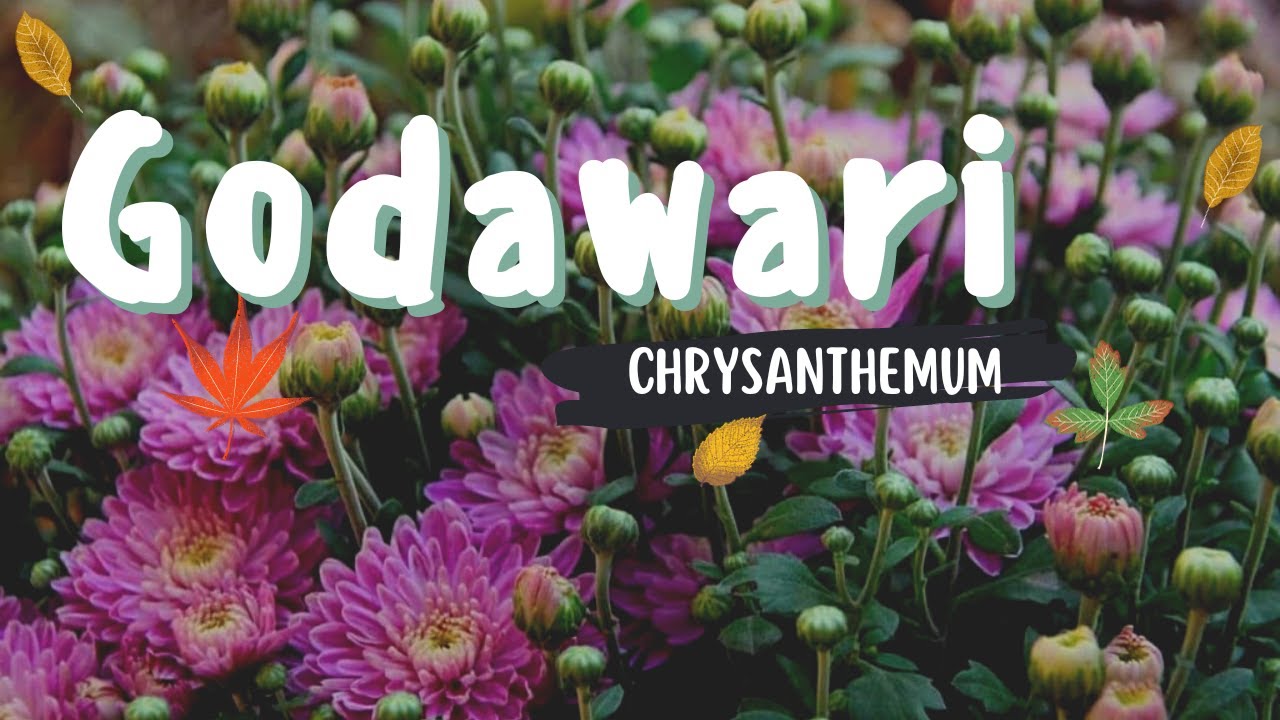 Growing and Caring For Godawari(Chrysanthemums) - YouTube