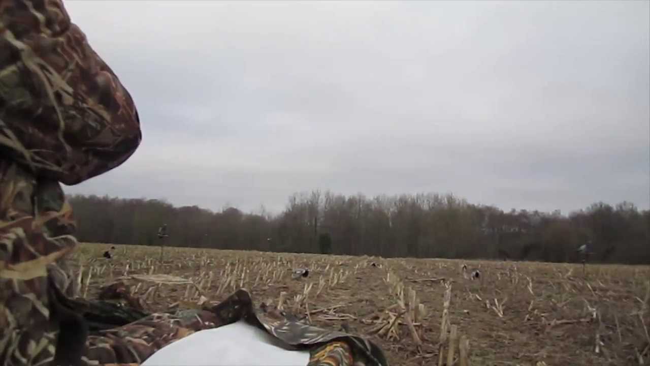 layout blind hunting pigeon - YouTube