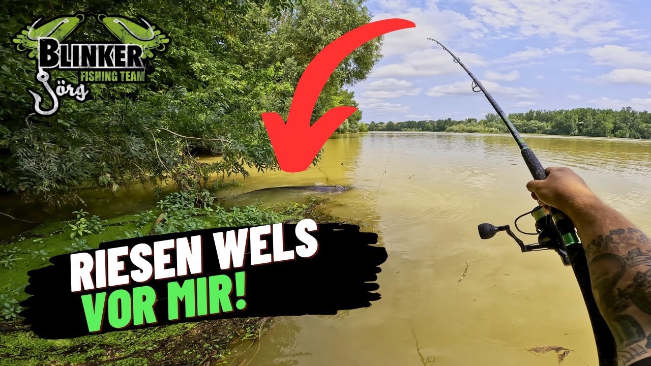 Riesen #Wels schwimmt auf #Angler zu 😱 l #Spinnfischen auf #Waller ...