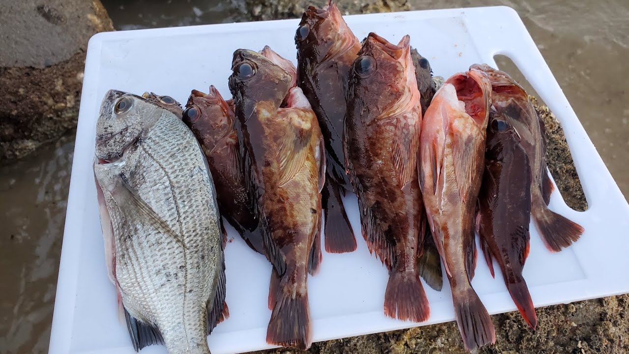 Very Easy To Catch, Kasago and Lapu lapu. (catch,clean&cook) - YouTube