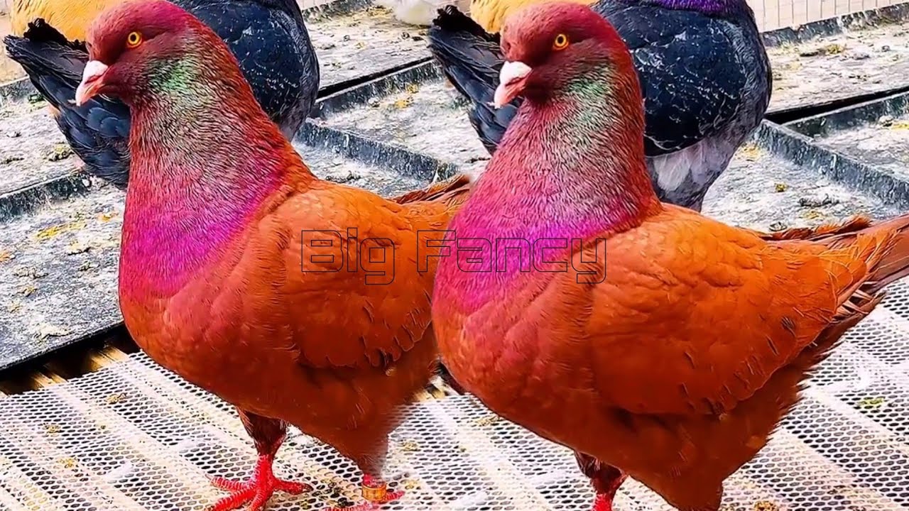 BEST & BIGGEST fancy pigeon breed varieties - Fancy Pigeon name ...