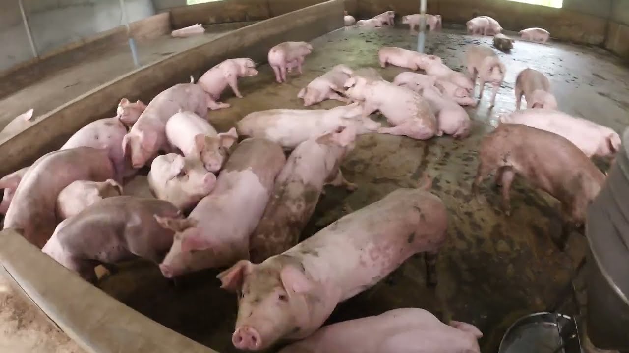 Lợn siêu nạc 2 tháng tuổi - Super lean pig 2 months old - YouTube