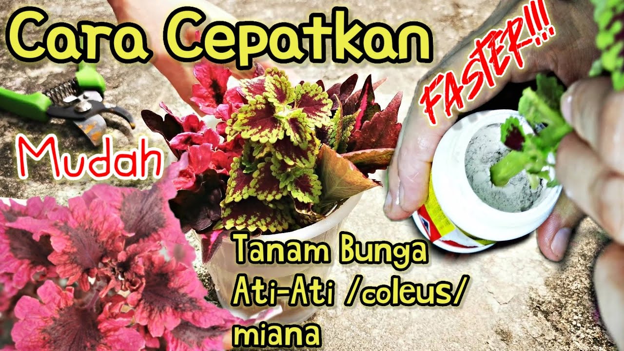 CARA PALING CEPAT!!! TANAM semaian BUNGA ATI-ATI dengan Mudah. - YouTube