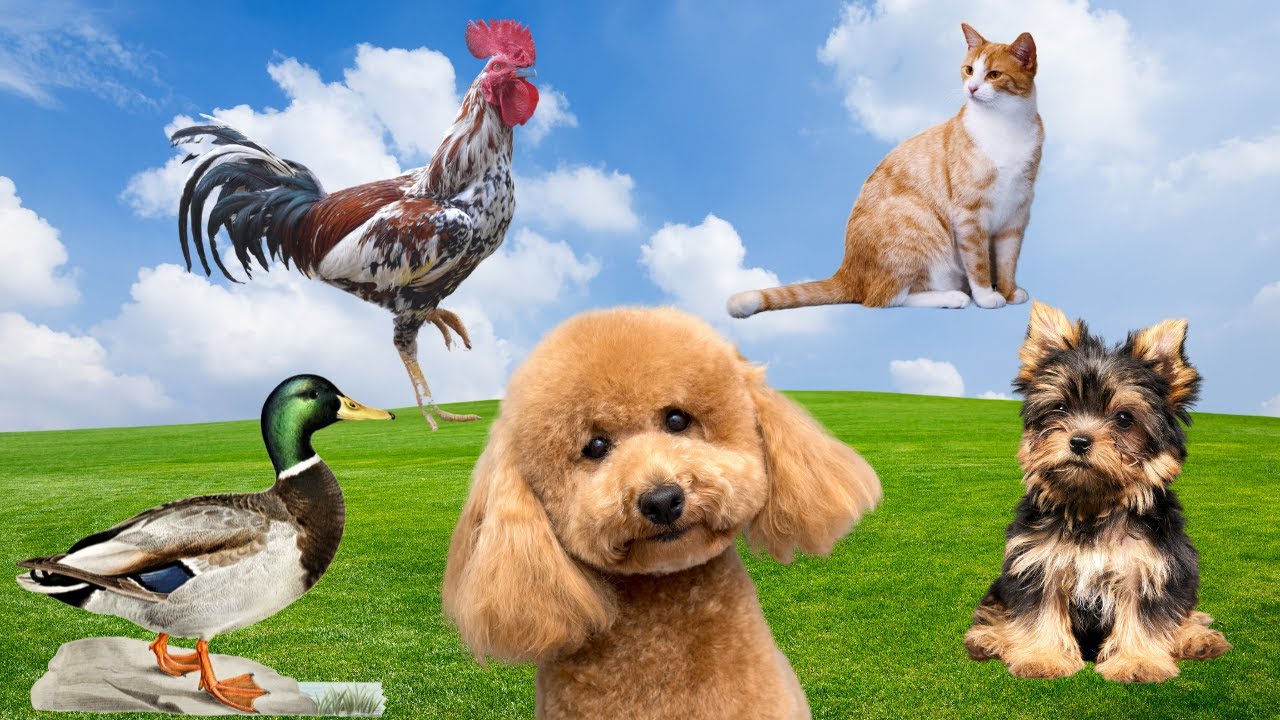 Relax and unwind with the soothing animal sounds of Dogs, Cats ...