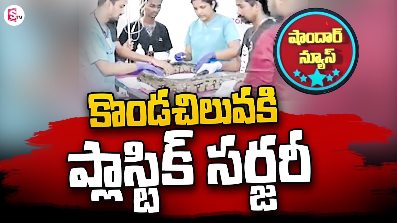 Gravely injured Python to Undergo Plastic Surgery | Mumbai Doctor | SumanTV - YouTube