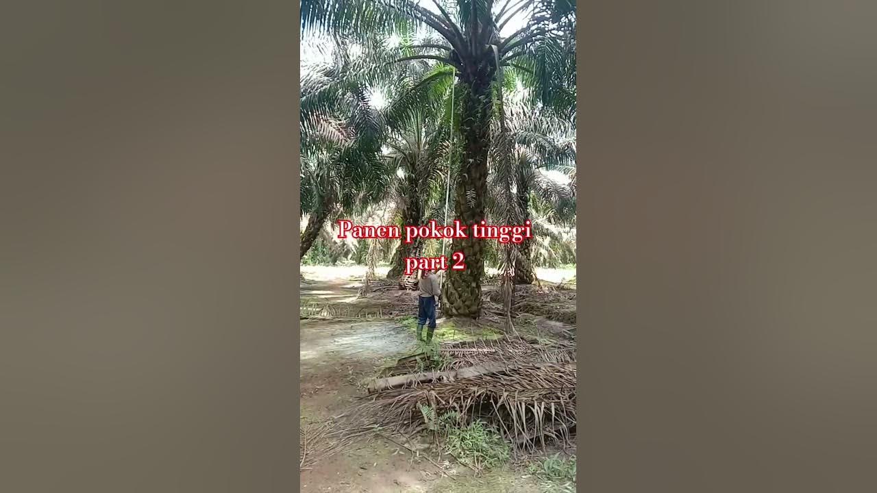 Panen pokok tinggi part2#pemanen#sawit #karyawansawit#videoshorts #viralvideo#jangkauanluas# ...
